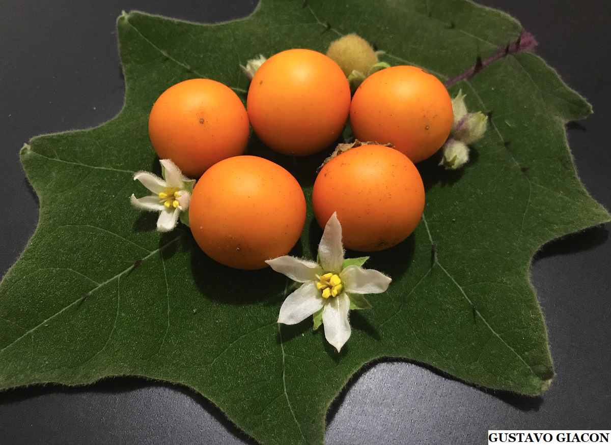 Viveiro Ciprest - Plantas Nativas e Exóticas: Naranjilla ou Lulo ...