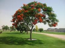 Pohon Pelindung: Pohon Flamboyan, Delonix Regia