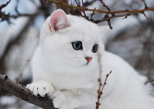 Cute Cat Photography: Pretty white cat!