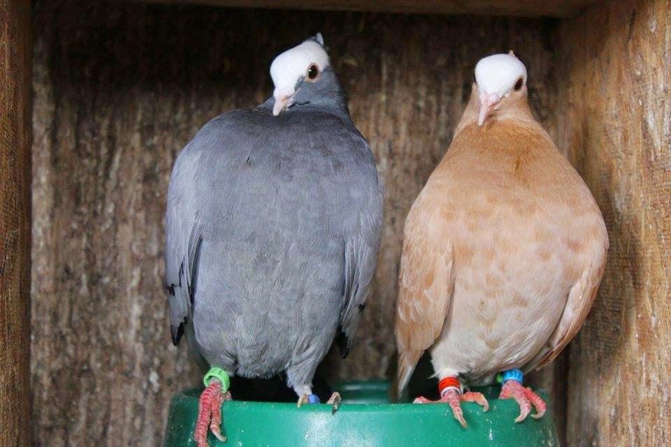 PigeonsFans: Pigeon Breeds