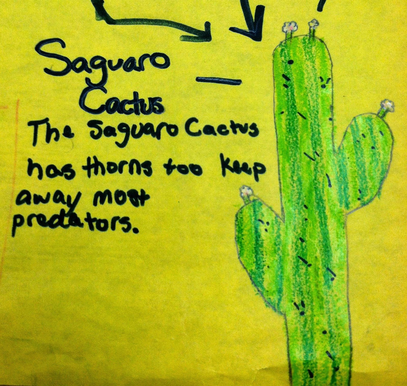 Hello Learning!: Biomes Poster Project