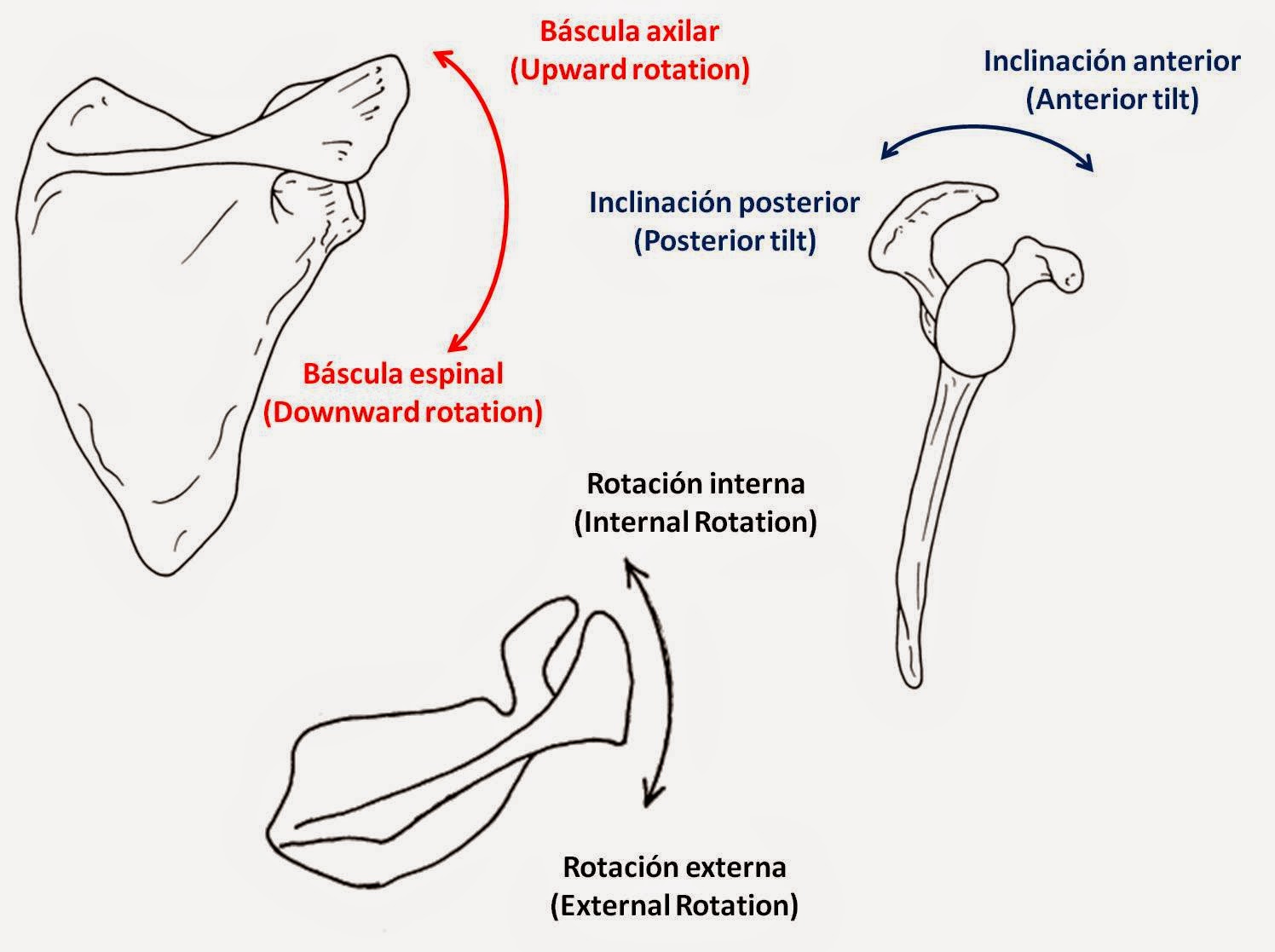Valoración del movimiento y prescripción de ejercicio: LESIONES DE ...