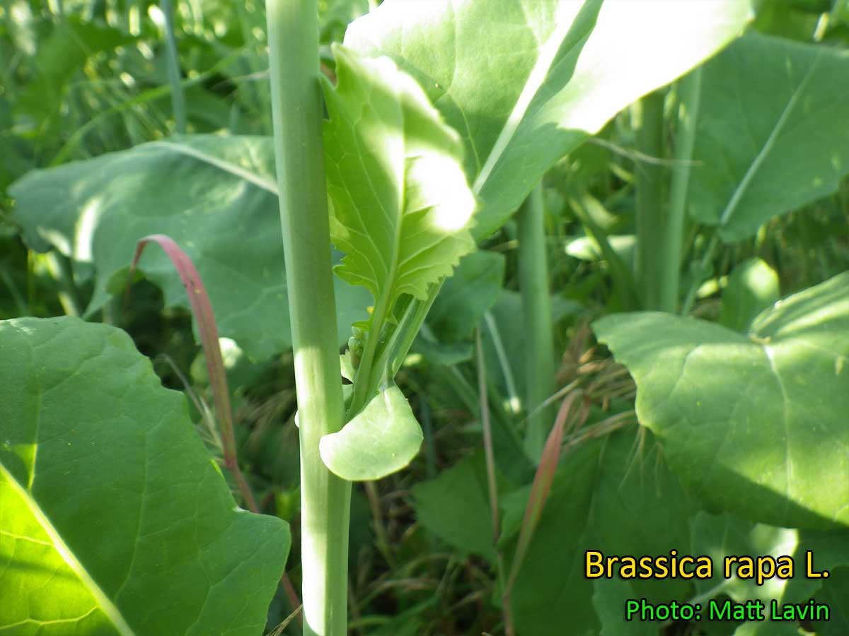 Brassica Rapa