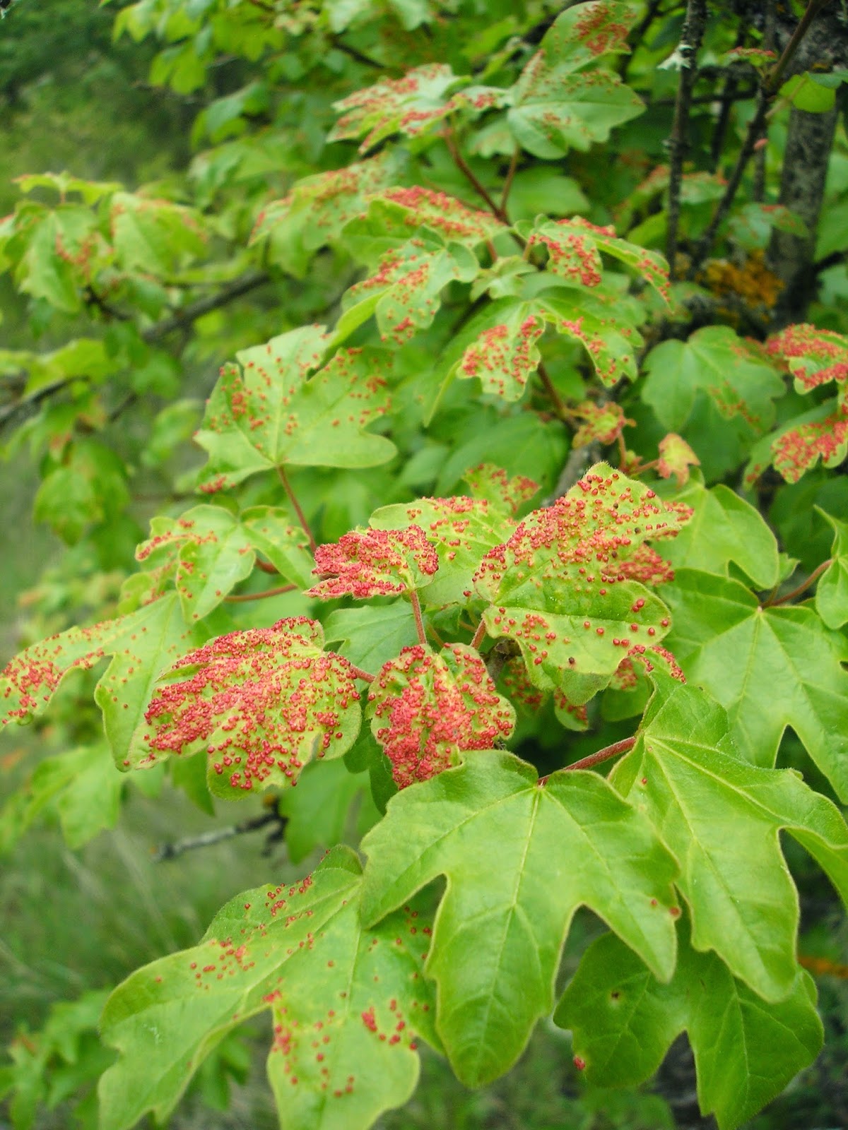 Flora, Fauna y Fungi del Valle del Rudrón en Burgos: El arce menor ...