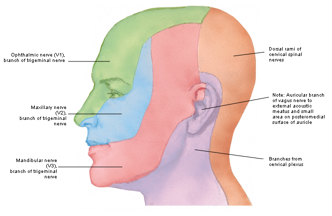 dermatomas+faciales.png (668×436) | Sistema nervioso, Anatomía, Nerviosa
