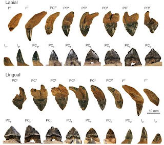 The Coastal Paleontologist: "No, you don't have a Prosqualodon tooth ...