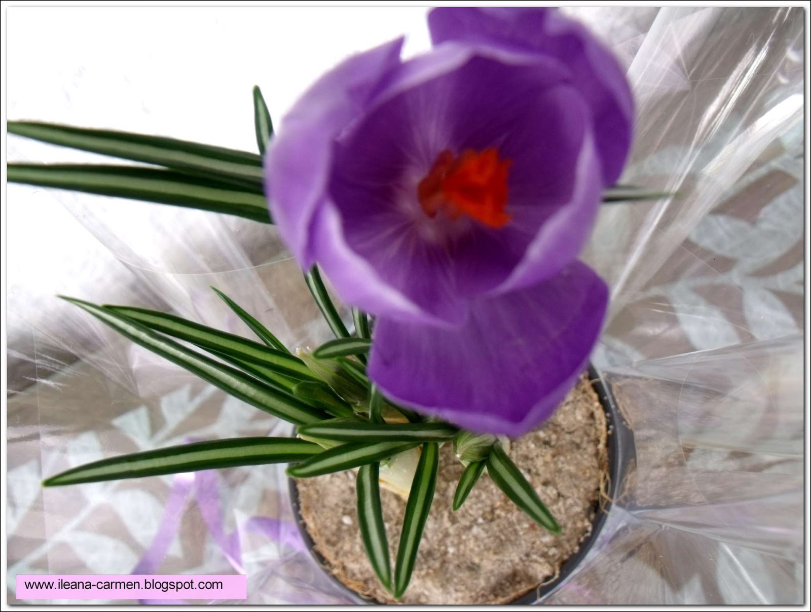hobbies: TUTORIAL - 3d Crocuses Made by Quilling Method