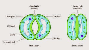 BIOLOGY: CHAPTER 7(d) - GASEOUS EXCHANGE IN PLANTS