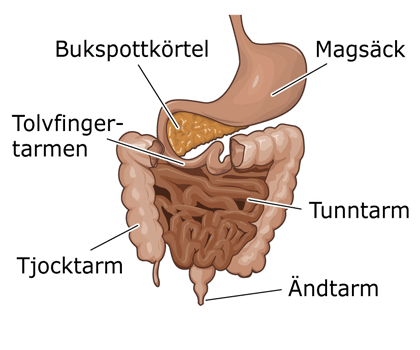 KAFFEBÖNAN´S BLOGG: DIN KROPP ÄR ETT AV DE STÖRSTA UNDERVERKEN SOM FINNS!