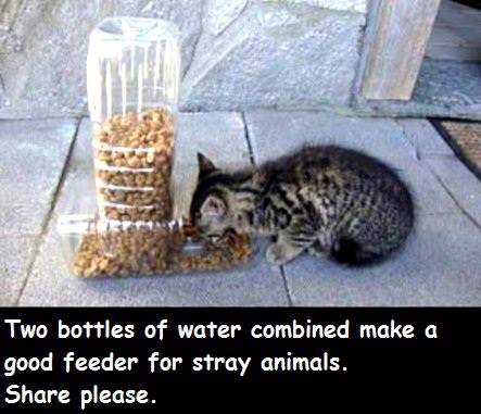 Pet Crazee: Stray cat feeder