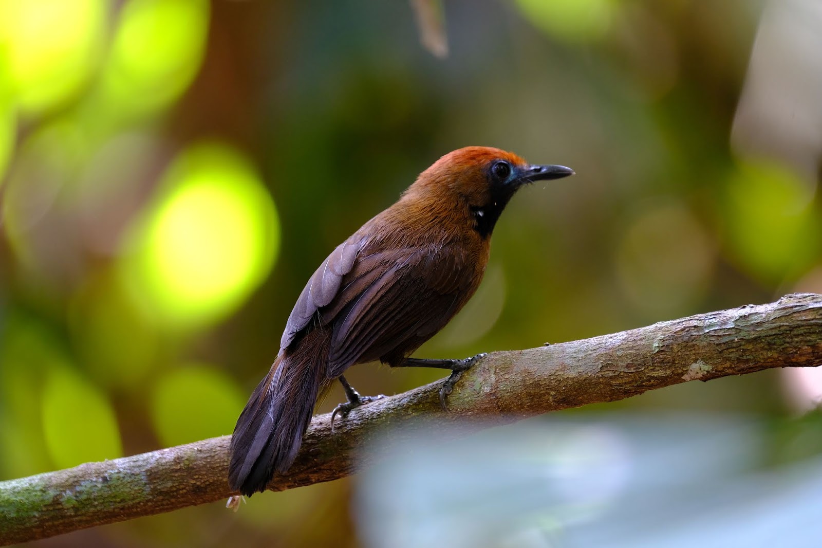 Mike is the name Birding is the game ( Birding in Malaysia - Malaysian ...