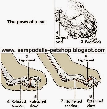 Pengetahuan Tentang Kucing / Cat: Anatomi Kucing