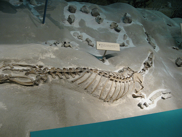 El Pensieve de Dinorider: Fósil de Miércoles: Acrophoca longirostris en ...