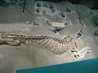 El Pensieve de Dinorider: Fósil de Miércoles: Acrophoca longirostris en ...