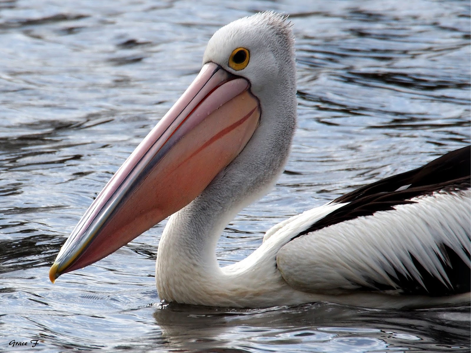 Perth Daily Photo : Papa Pelecanus..