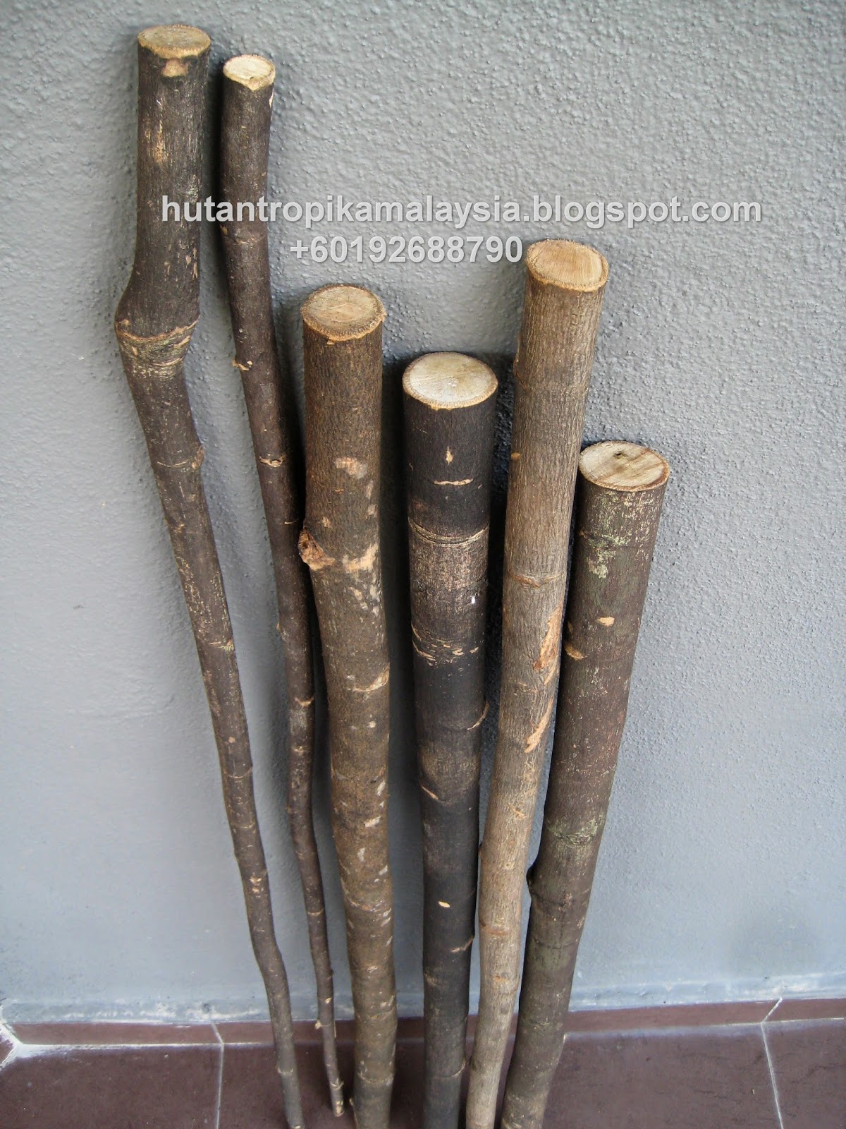 金山香料貿易 : Kayu Tas