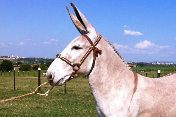 Dahora Rural do Sul da Bahia.: JUMENTO DE RAÇA