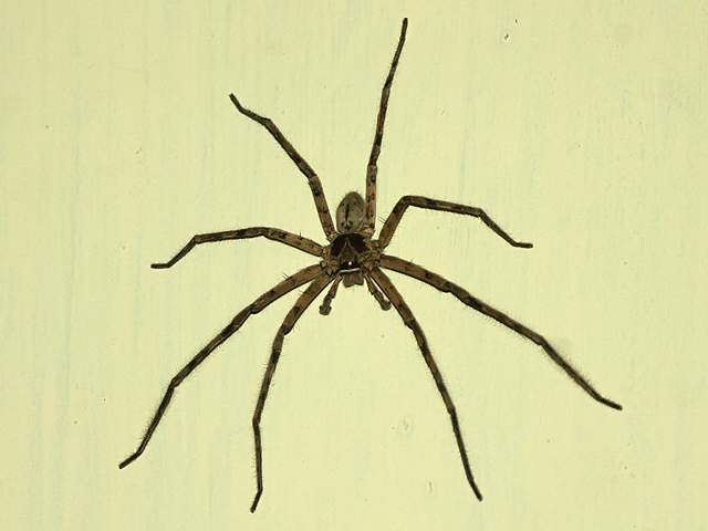 The Brown Huntsman Spider - scientifeeq