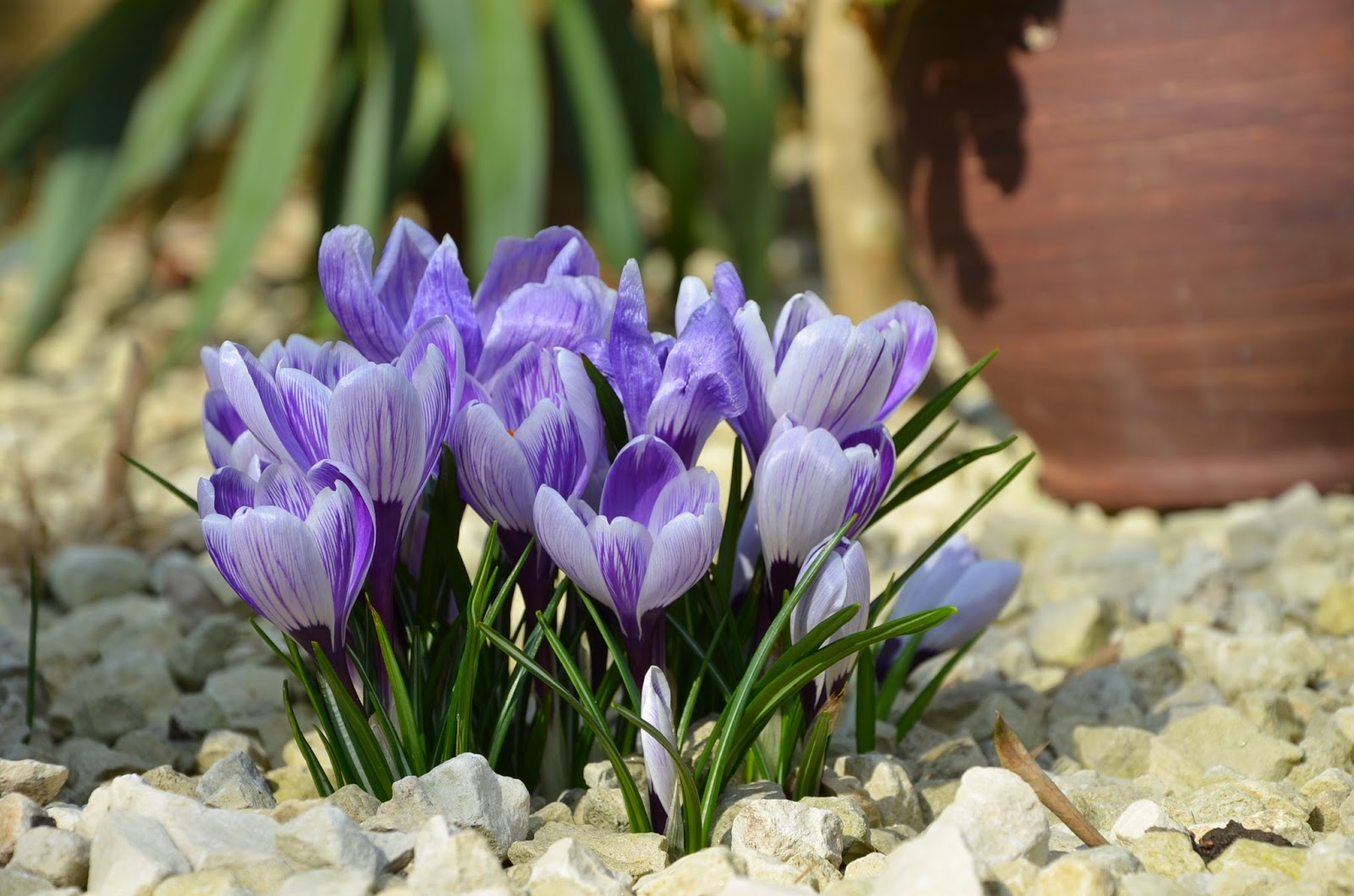How To Grow Crocus From Seed The Garden Of Eaden