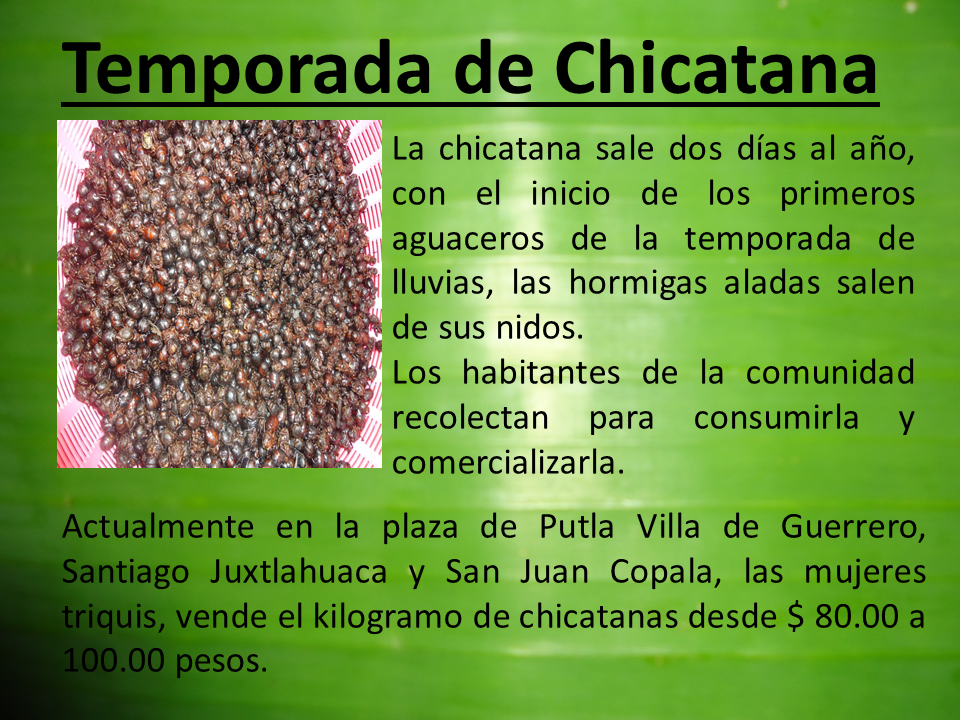 Casa Cultural de la Nacion Triqui "Heriberto Pazos Ortiz" MULT: CHICATANAS