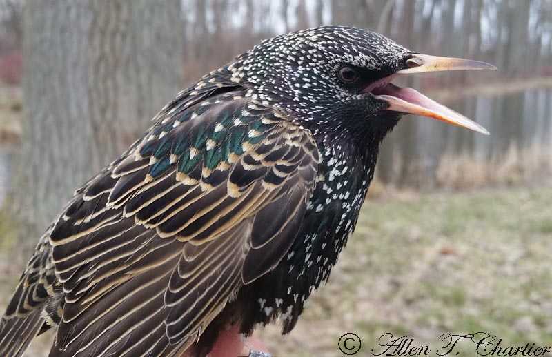 Michigan Hummingbird Guy: A New Beginning - Bird Banding at Lake St ...