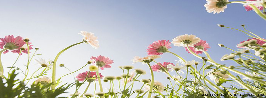 My India FB Covers: Tiny daisy flower and sky - Flower FB Cover