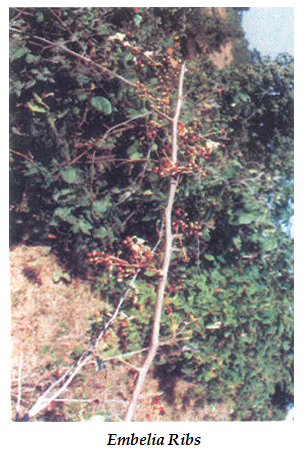 Therapeutic Uses of Embelia Ribes,"Baberana","Wawrung","Viavidang","Bai ...