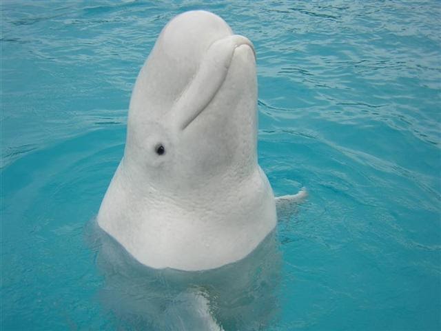 New way to be human: Beluga