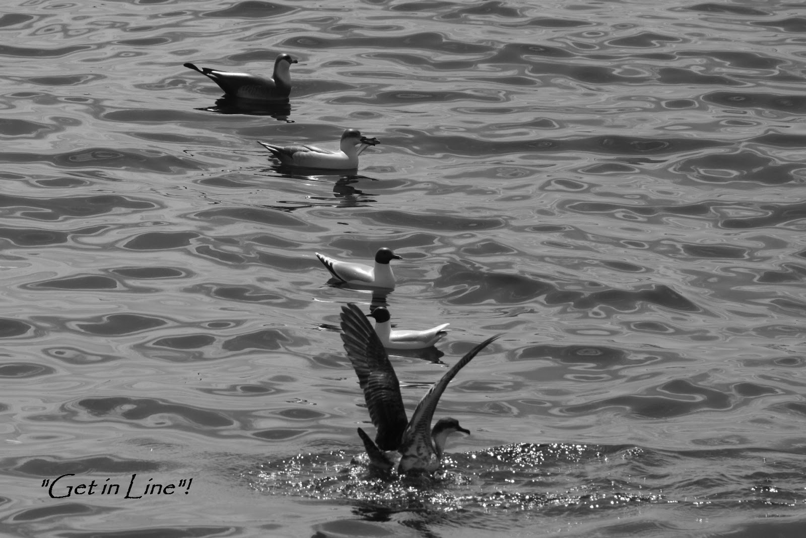 Keith Mueller Bird Carvings: Sea Bird Decoys 1 (Test)