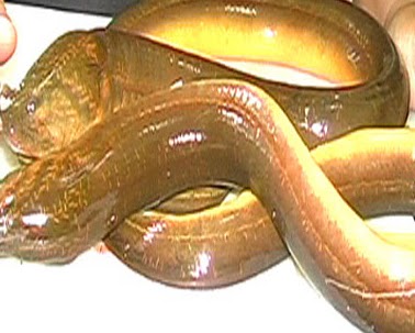 Jenis Belut dan Cara Berkembangbiaknya | 1001 Catatan, Cara dan Tips