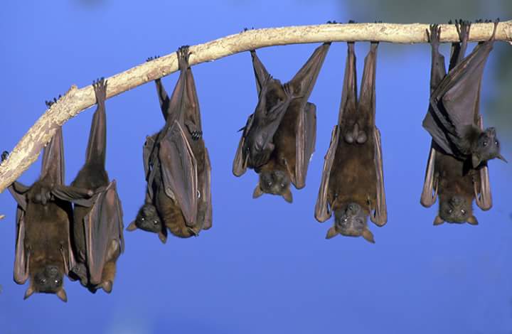Animals and Kids World: Bat Is A Heraldic Symbol Of Spain