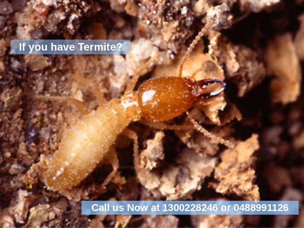 Sydney Termite Experts At Your Rescue