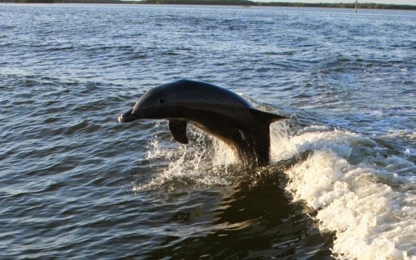 Adventures of Chubby the Dolphin: May 2013