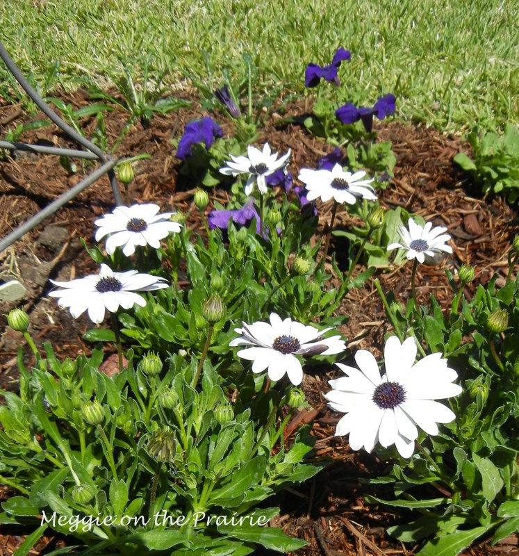 Meggie On The Prairie: Friday's Project in the Garden