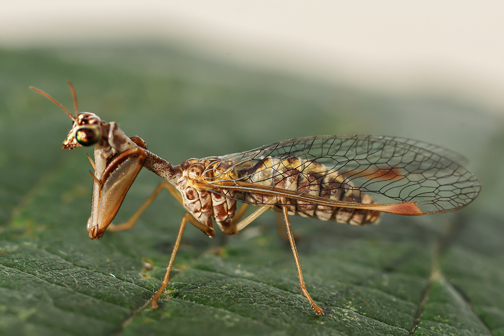 Photo Nature Lilliputienne (macrophotographies): Mantispa styriaca ...
