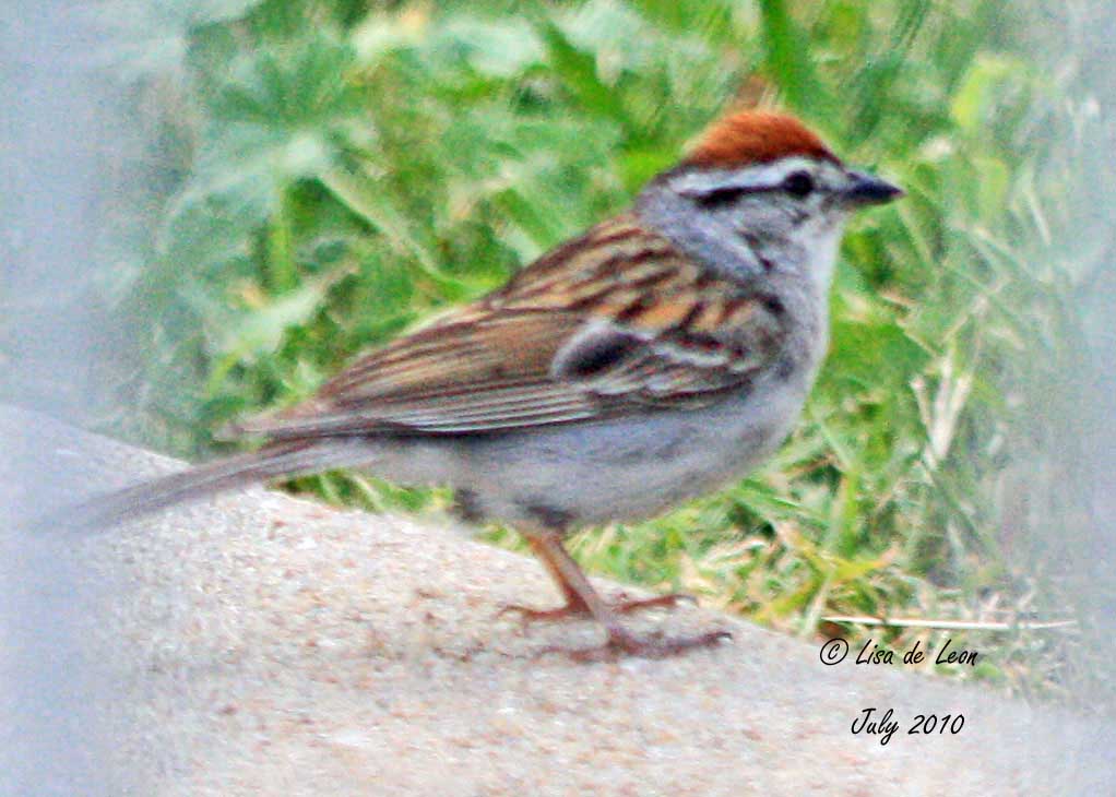 Birding with Lisa de Leon: Swamp Sparrow vs. Chipping Sparrow
