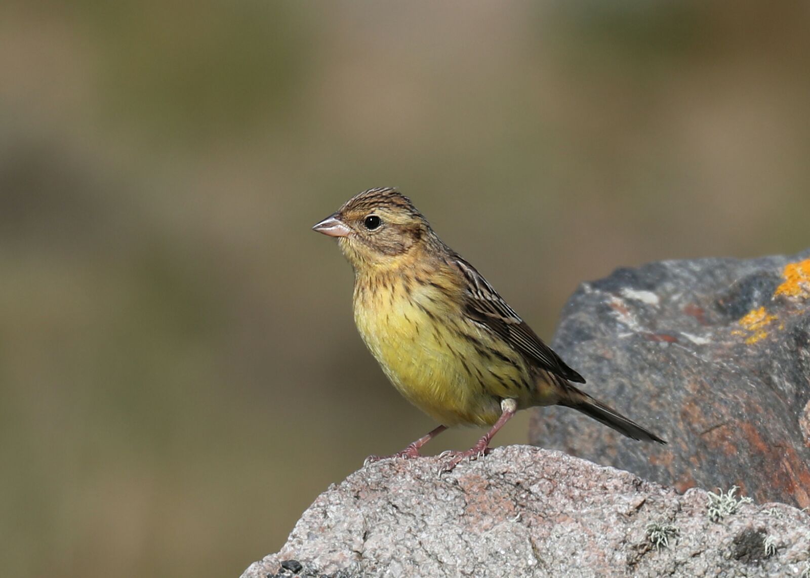 Tales from Swallow Farm: A Yellow-breasted Bunting - before they're all ...