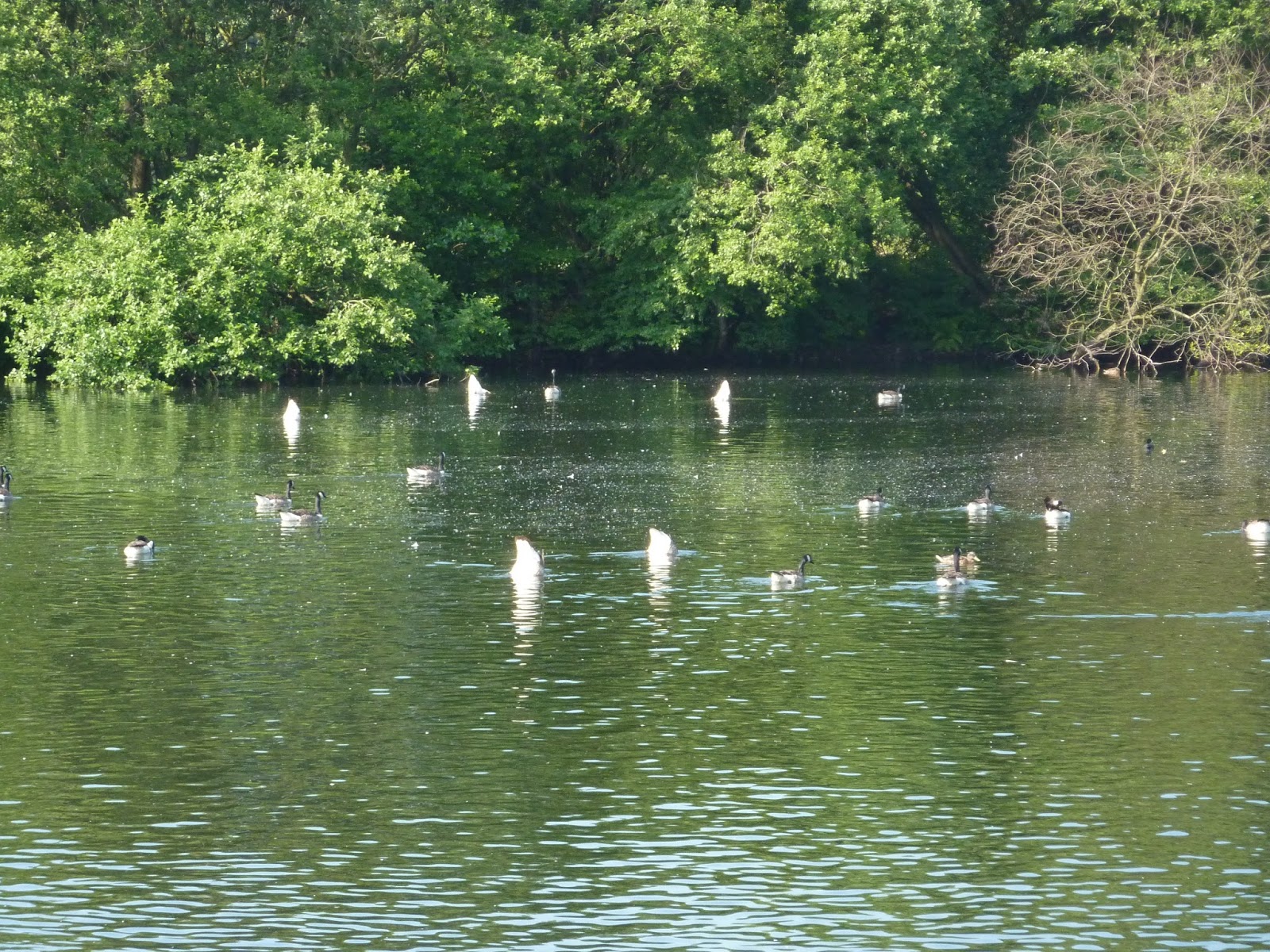 RAMBLER: Alkrington Woods Middleton