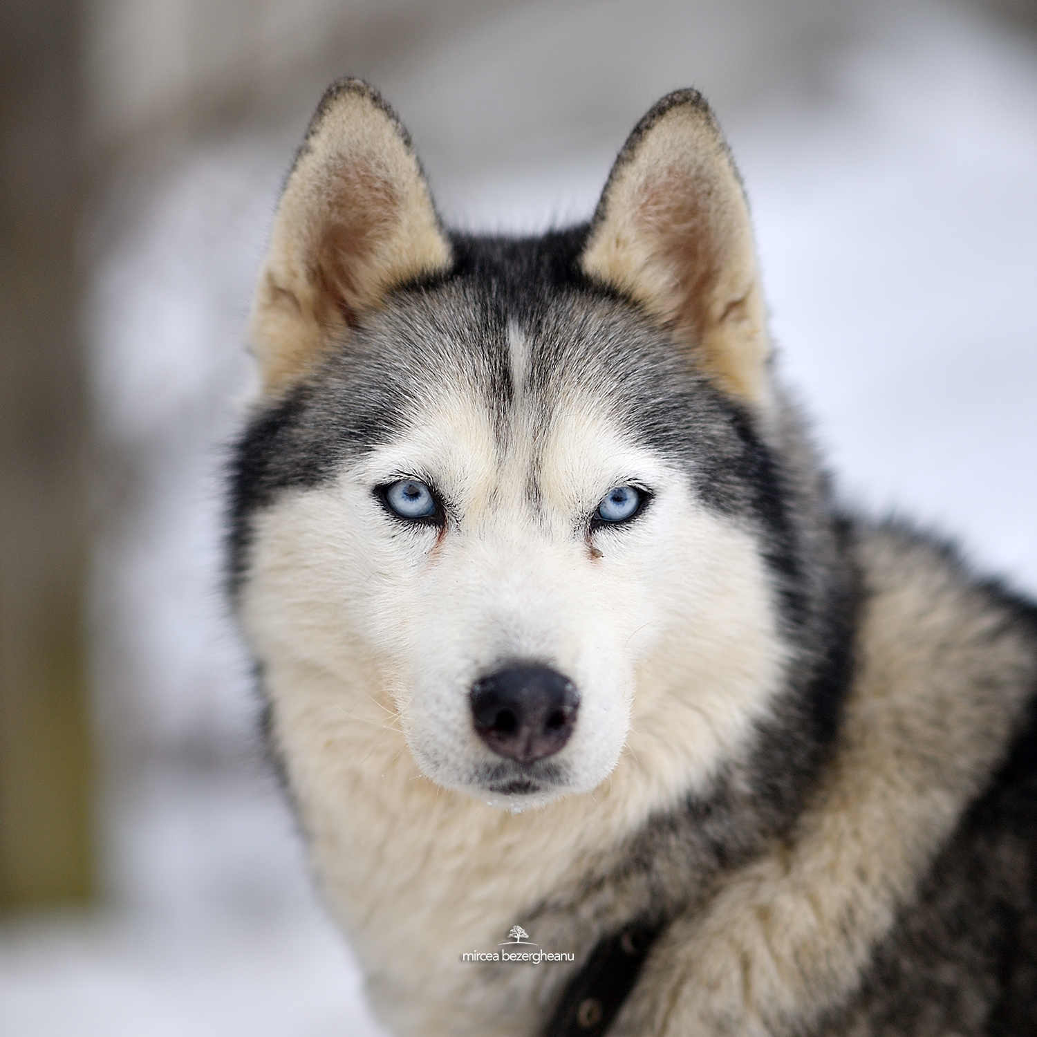 Fundătura Ponorului, fântâna Zânelor și cîinii cu ochi albaștri