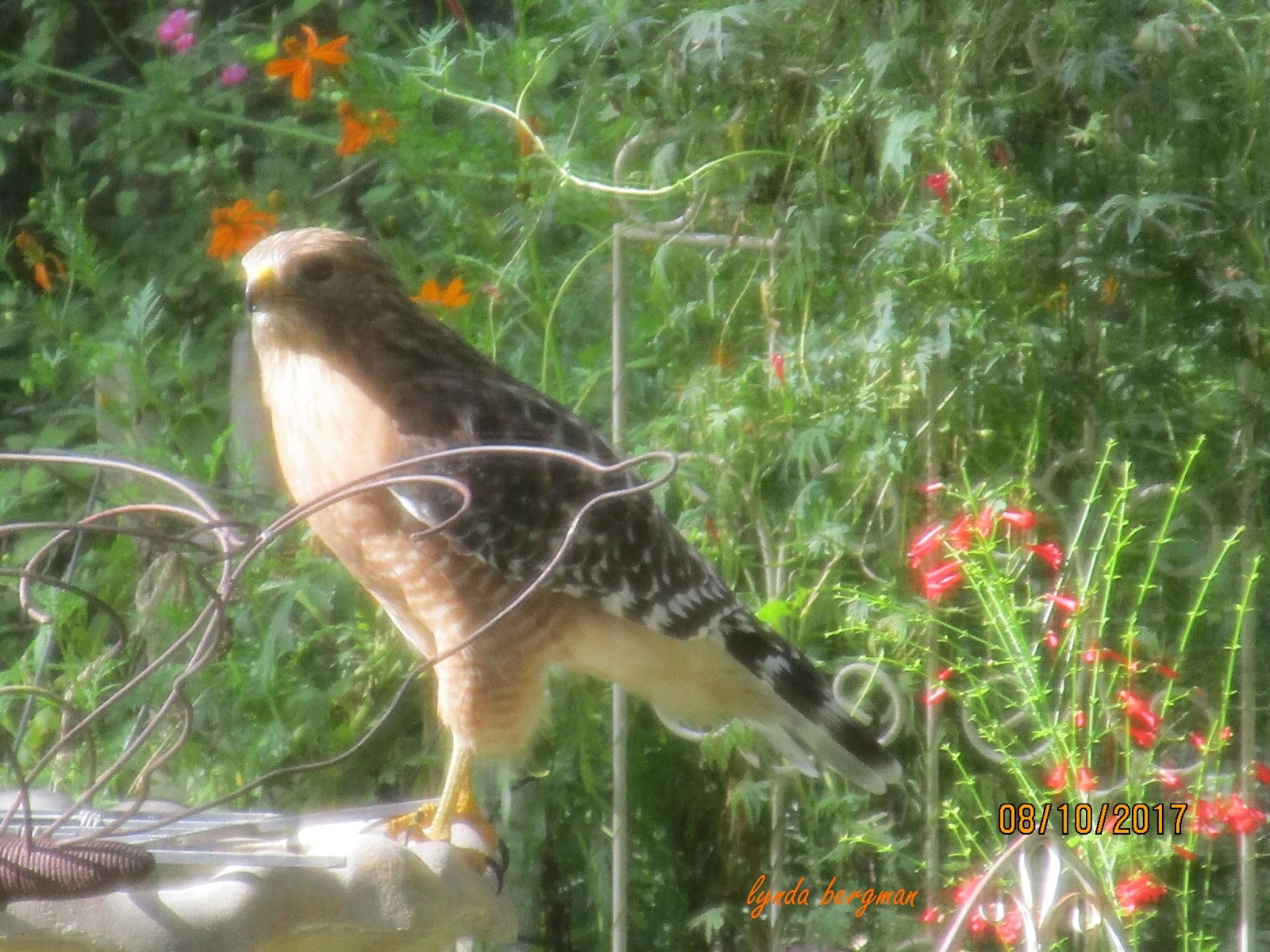 BIRDS & DAFFODILS: BEAUTIFUL HAWK ON MY BIRD BATH