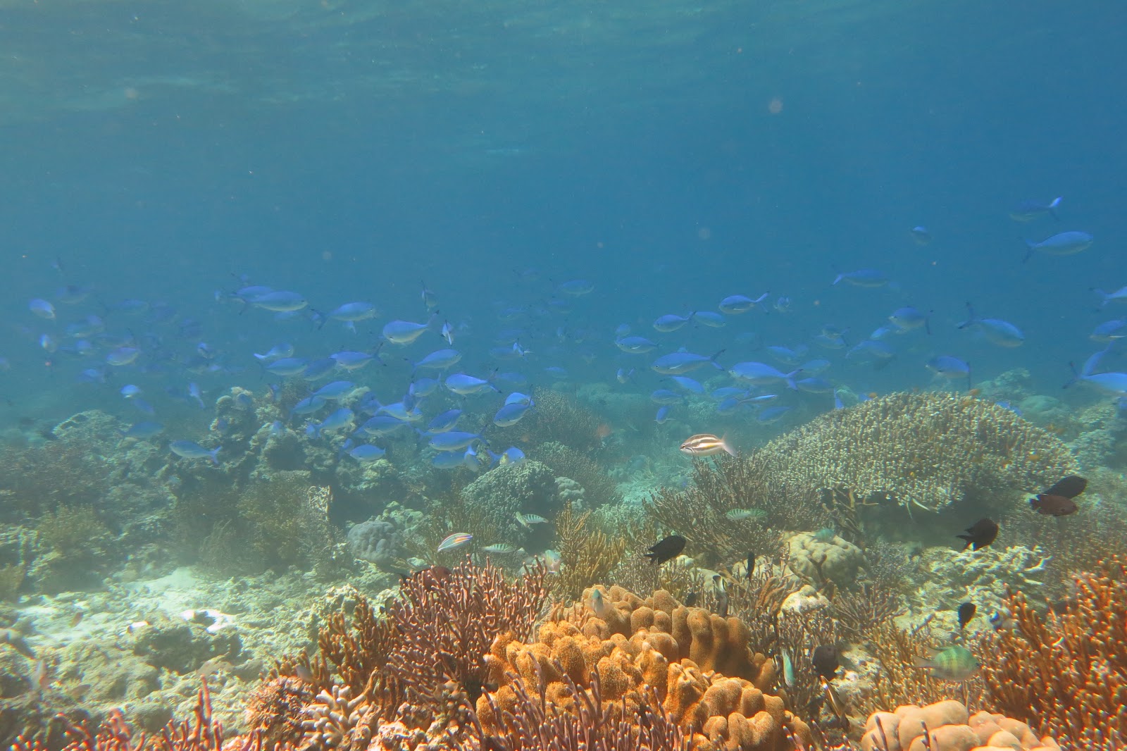 POTRET KONSERVASI: PETA LAUT KEPULAUAN KARIMUNJAWA