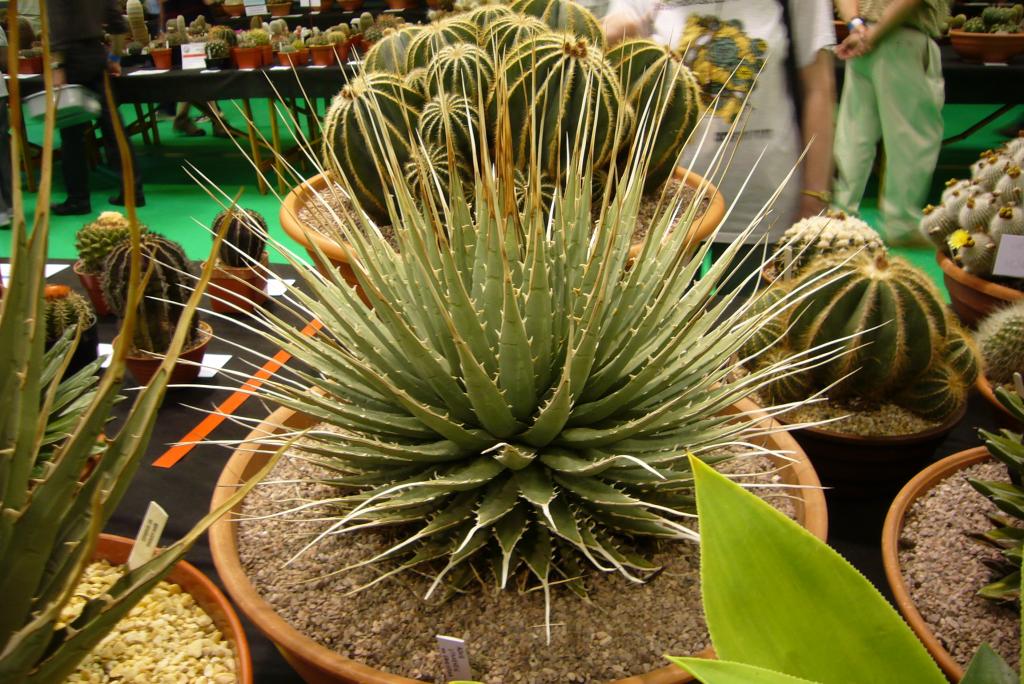Spiky obsession: British Cactus & Succulent Society National show.