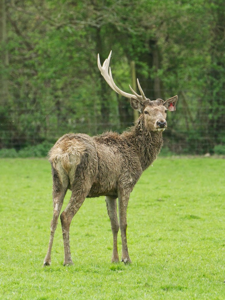 British Wildlife Centre ~ Keeper's Blog: Red Deer