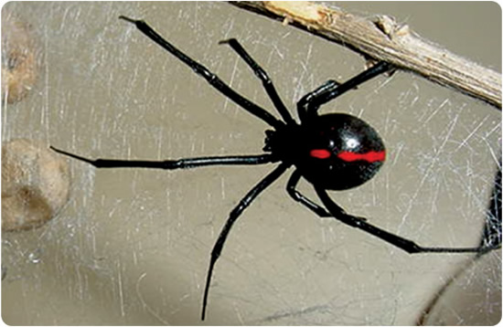 EMS SOLUTIONS INTERNATIONAL marca registrada: VIUDA NEGRA "Latrodectus ...