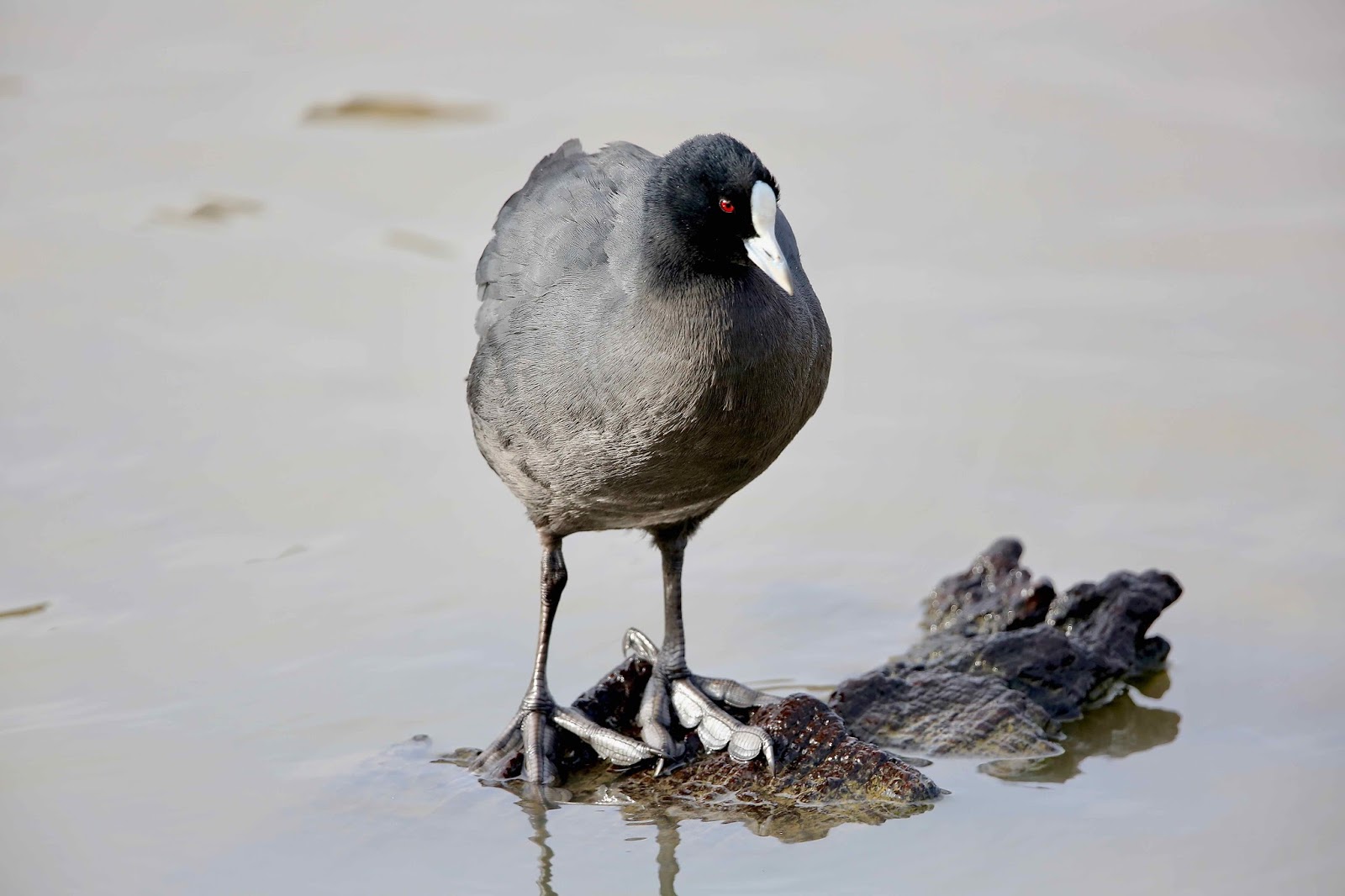 Avithera: Aquatic birds with lobed feet