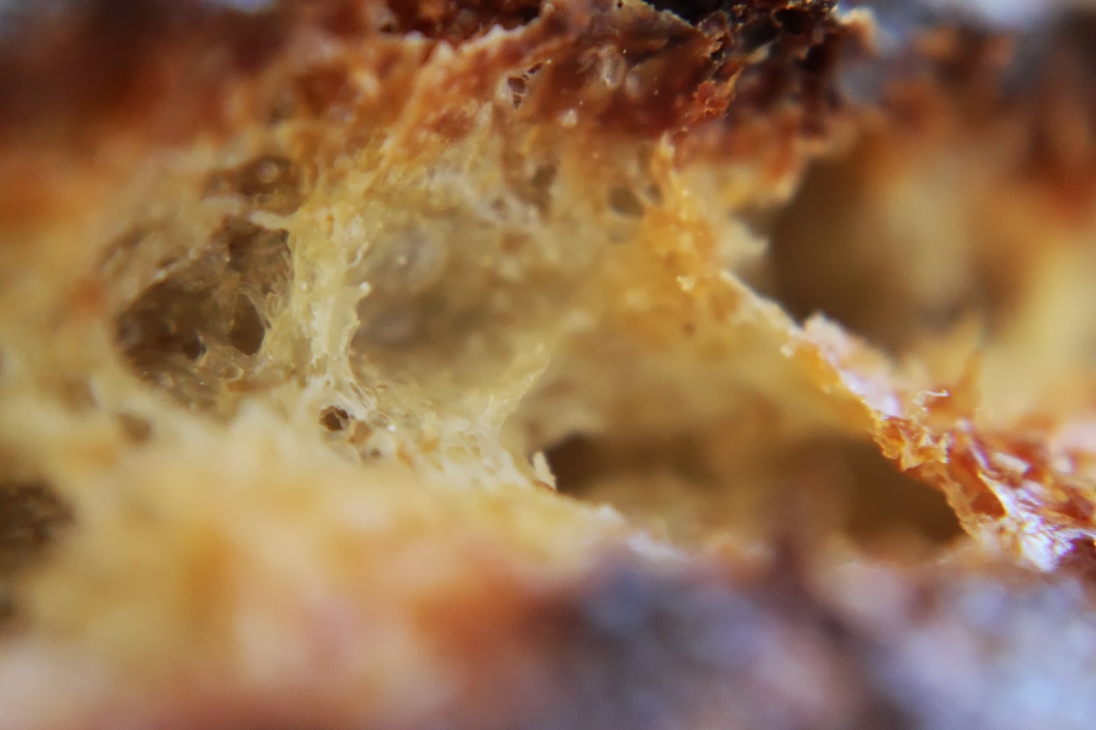 Fragments of Sulpicia (III): 85% Durum Bread