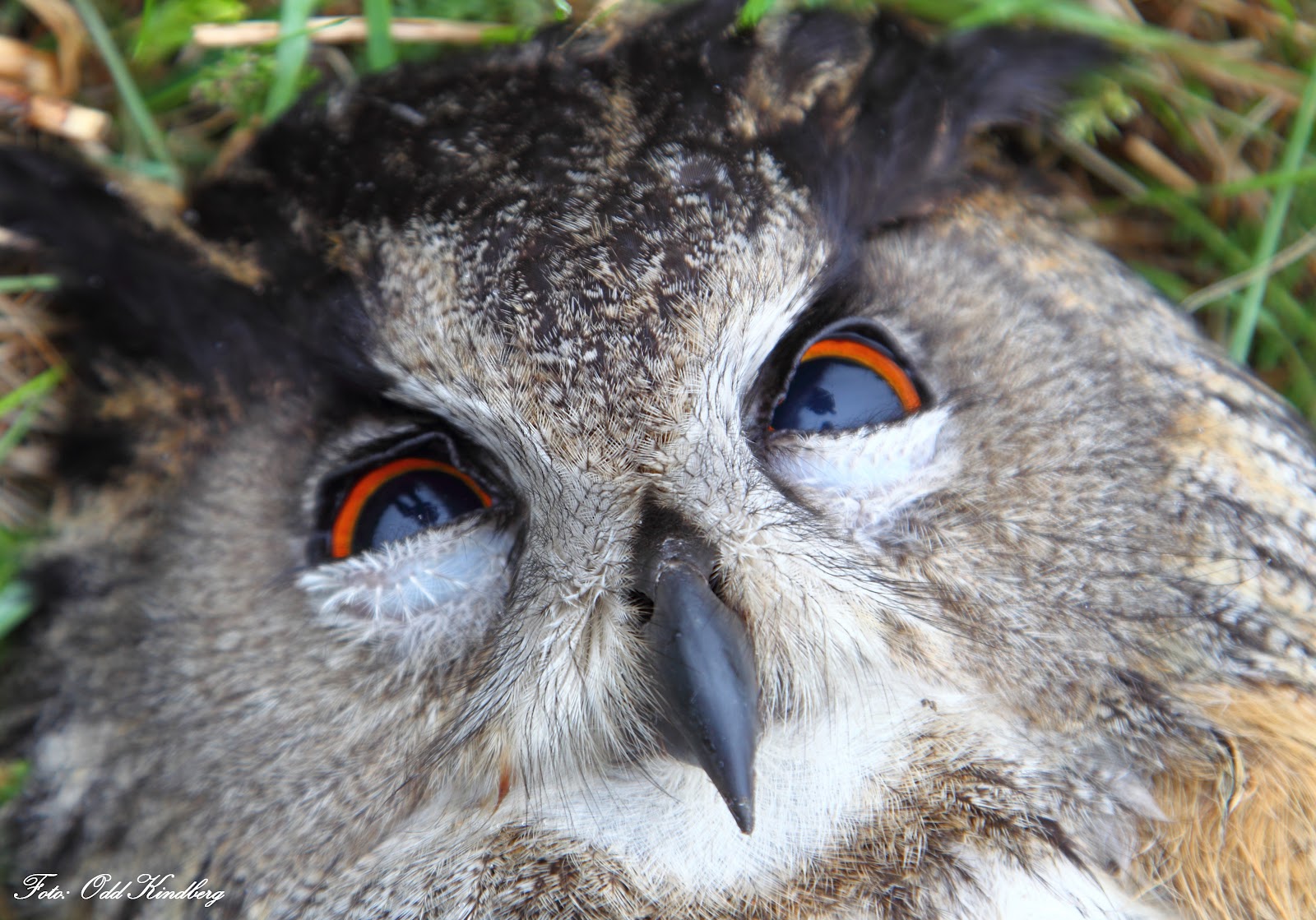 Norsk Zoologisk Forening Sørlandsavdelingen: Hubro og høyspent