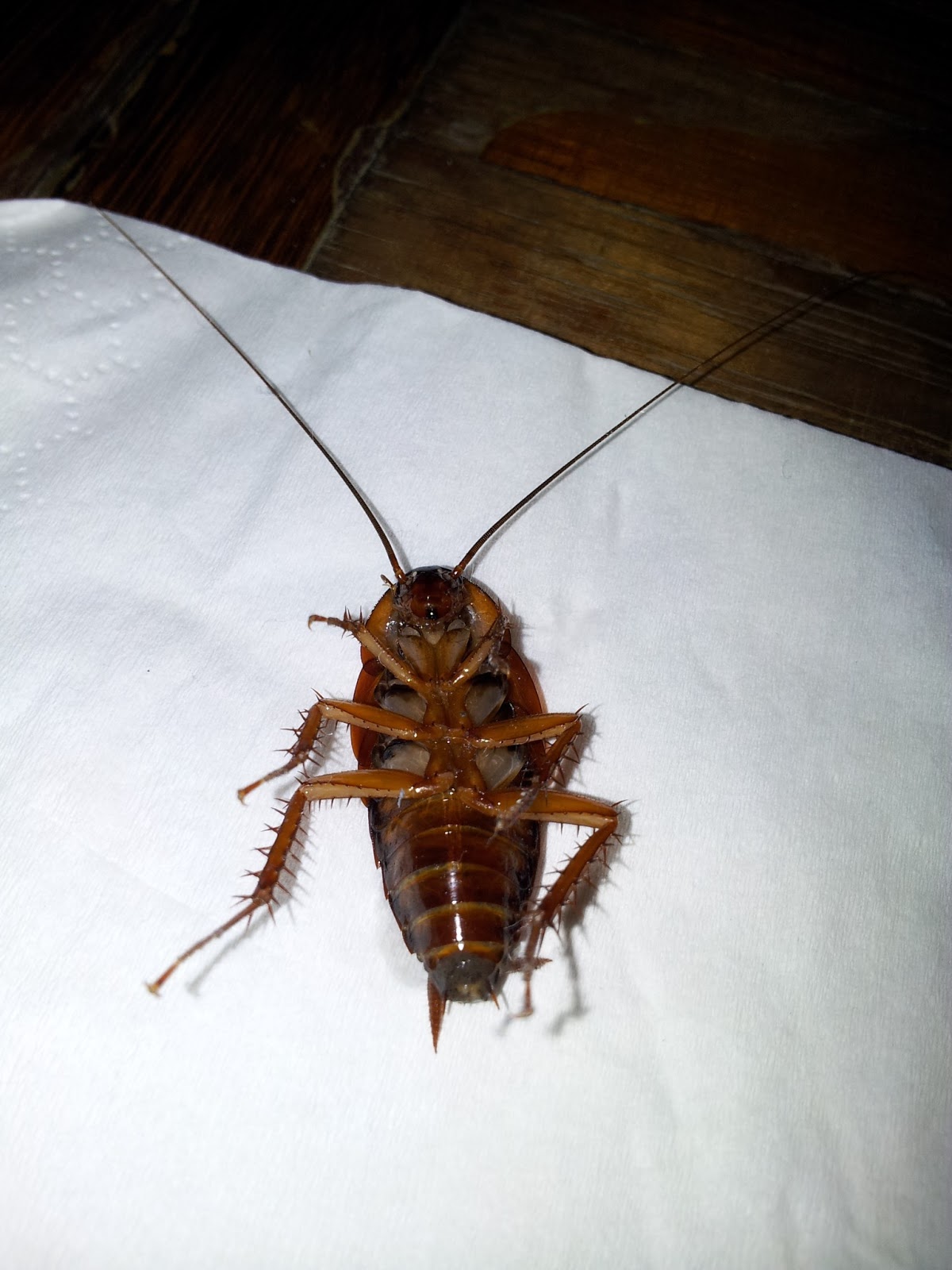 Lai's Natural Beauty and Health: The Cockroach. You hate it. I love it.
