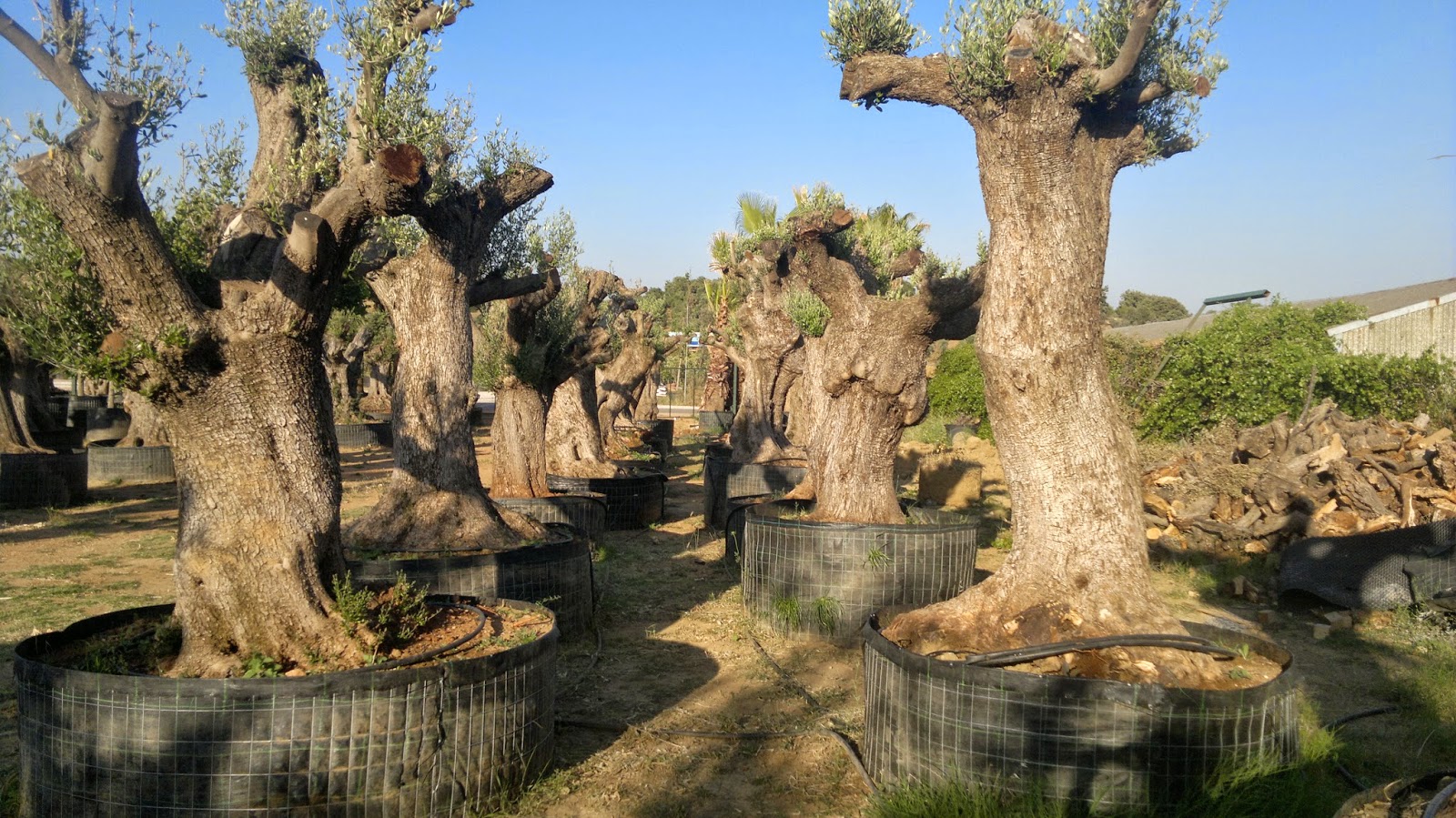 ΦΥΤΩΡΙΑ ΔΕΛΤΑ NURSERIES DELTA TREES LTD: Ιουλίου 2014