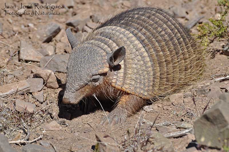 ANPP Animales y Plantas de Perú: Quirquincho Andino - Chaetophractus ...